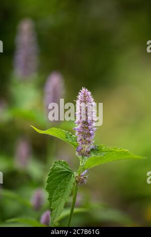 Agastache foeniculum (blue giant hyssop; syn. Agastache anethiodora ...