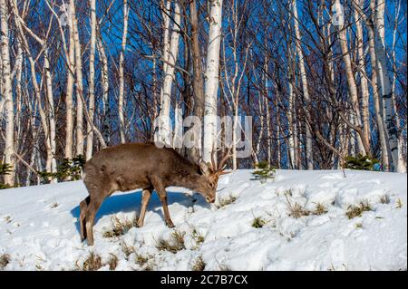 Birch forest in the snow, Unesco world heritage site Shiretoko National ...