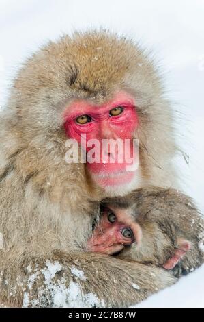 A Snow monkey (Japanese macaques) mother is huddling her baby in cold ...