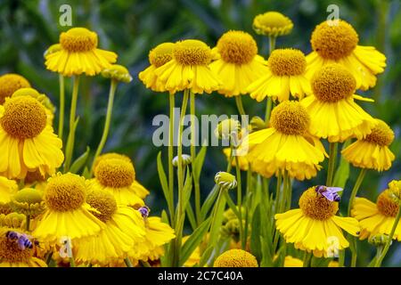 Yellow Helenium "Golden Youth" Sneezeweed flowers Stock Photo - Alamy