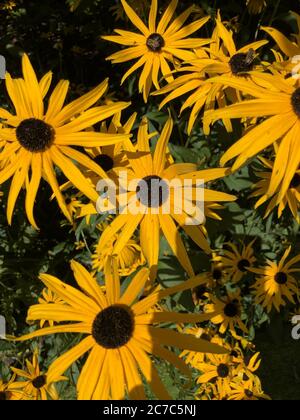 Closeup shot of blooming rudbeckia hirta flowers Stock Photo - Alamy