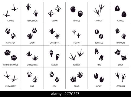 Animals foot marks. Animal footprint, animals paw silhouettes, bear ...
