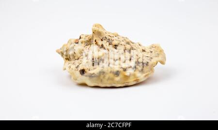 white background with marine motifs, fossil shells Stock Photo - Alamy