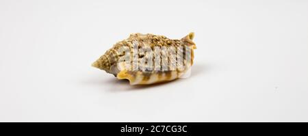 white background with marine motifs, fossil shells Stock Photo - Alamy