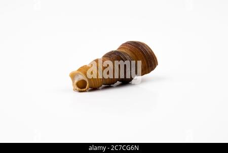 white background with marine motifs, fossil shells Stock Photo - Alamy