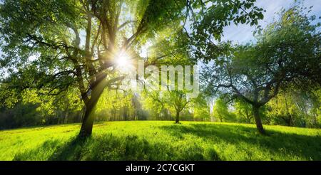 Spring Summer Sun Shining Through Canopy Of Tall Trees. Sunlight In ...