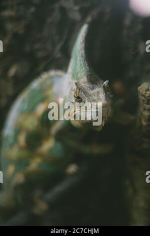 Selective focus shot of a small iguana on a stone wall with green ...