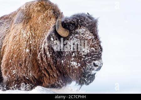 Frozen American Bison (Bison bison) standing in snow, looking at camera ...