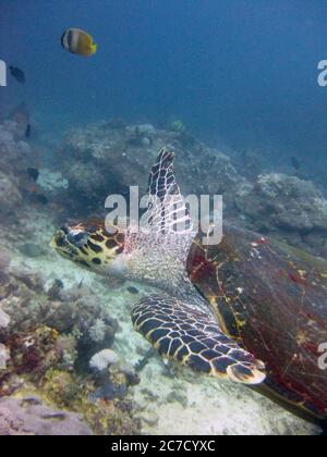A vertical closeup of a turtle near the water Stock Photo - Alamy