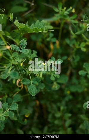 Medicago orbicularis with fresh seed pods Stock Photo - Alamy