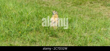 Funny gophers squirrel in the zoo. hamsters in the nature. Close up of ...