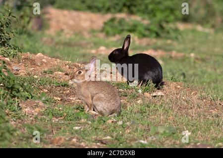 Melanistic European rabbit Oryctolagus cuniculus. Integral Natural ...