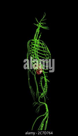 Lymphatic system of the chest, illustration Stock Photo - Alamy