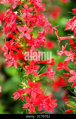 Ipomopsis rubra Ipomopsis rubra Stock Photo - Alamy