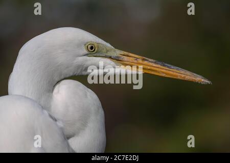 Breeding male Great Egret with green mask around eyes and full plumage ...