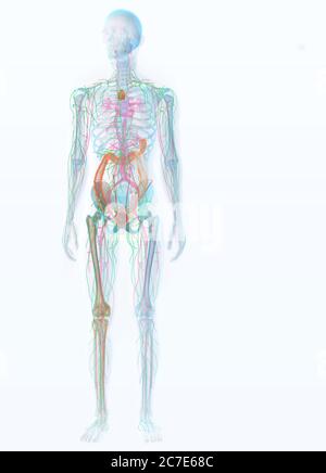 Axillary Lymph Nodes Stock Photo - Alamy