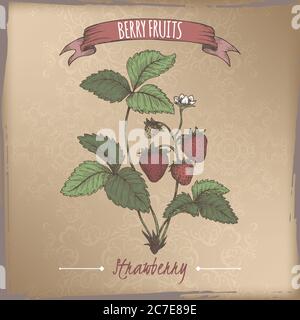 Hand drawn sketch of Strawberry with branch and leaf isolated, Black ...