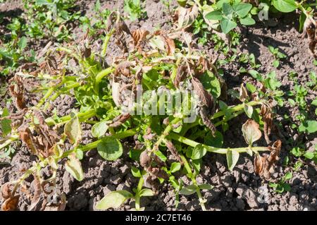 Overnight frost damage to early potatoes in spring Stock Photo - Alamy