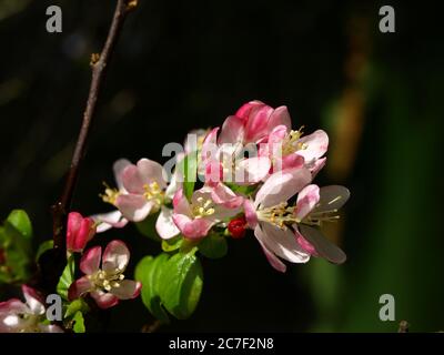 Horizontal background texture of blooming purple woodland geraniums ...