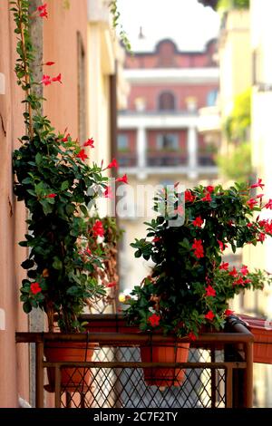 Vertical shot of a beautiful red-petaled flower with dewdrops - great ...