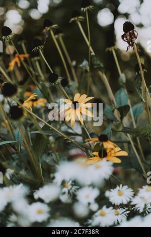 Closeup shot of blooming rudbeckia hirta flowers Stock Photo - Alamy