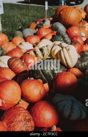 Rotten pumpkin in a field or farm, decaying pumpkin Stock Photo - Alamy