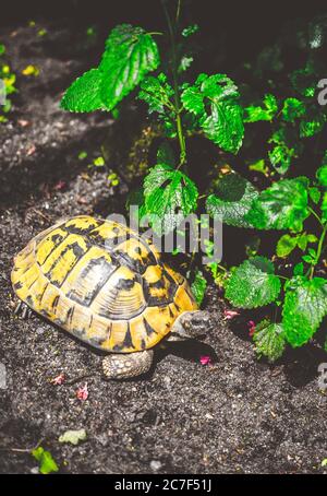 Coral Sea - yellow sign with blue sky background Stock Photo - Alamy