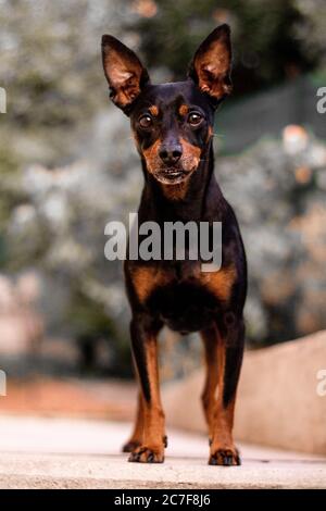 Dog Prazsky krysarik / Prague Ratter / Ratier de Prague puppy sitting ...