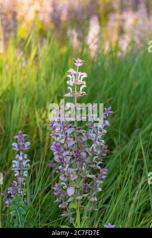 Sage flowers in a field in Provence, medicinal flowers, beautiful ...
