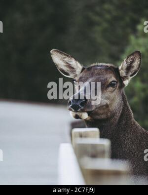 Closeup shot of a funny white-tailed deer on a blurred background Stock ...
