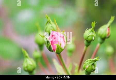 Soft pink rose Bonica with buds in the garden. Perfect for background ...