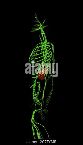 Lymphatic system of the chest, illustration Stock Photo - Alamy