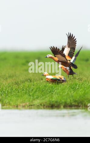 Beautiful shot of flying ruddy shelduck with mountains background Stock ...