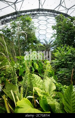 Sub tropical plants and trees inside the rainforest biome at the Eden ...