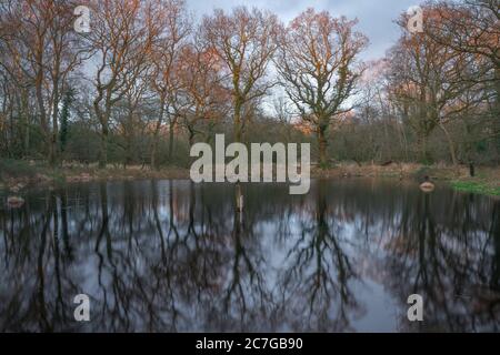 Thompson Water, Thompson Common Nature Reserve, Norfolk, England, UK ...
