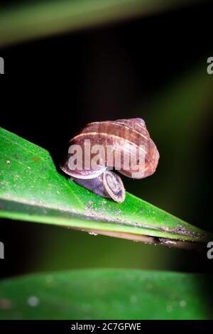 Snail hiding during the day, Nosy Komba, Madagascar Stock Photo - Alamy