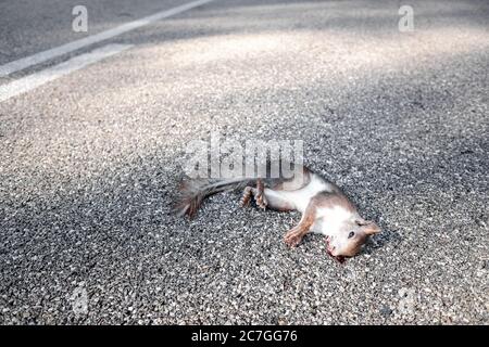 Car accident ends the life of a squirrel who is bleeding in the center ...