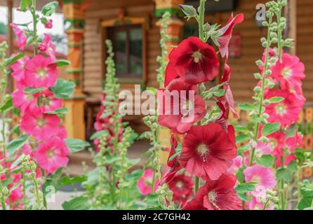 Red flowers of mallow (lat. Alcea rosea) on the background of a wooden ...