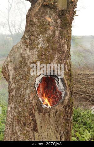 spontaneous combustion in a hollow of an old tree Stock Photo - Alamy