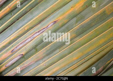 coconut palm tree closeup Stock Photo - Alamy