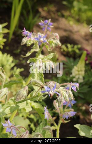 Borage (Borago officinalis), dried Stock Photo - Alamy