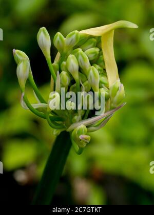 Close-up of flowering ornamental onion (Allium). High quality photo ...