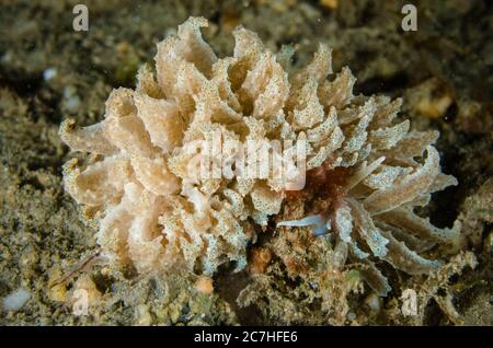 Cryptic Phyllodesmium Nudibranch, Phyllodesmium crypticum, night dive ...