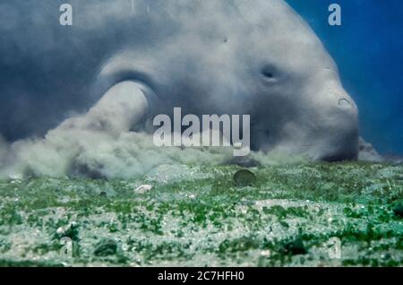 Dugong or sea cow, eating sea grass in Vanuatu, Pacific Ocean Stock ...