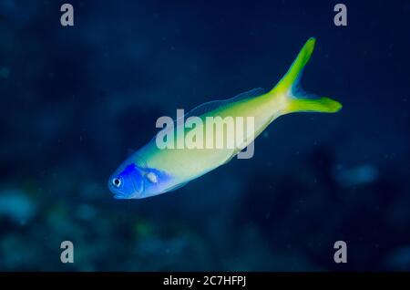 Bluehead Tilefish, Hoplolatilus starki, Malacanthidae Family), Batu ...