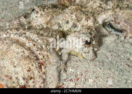 STONEFISH, Synanceia verrucosa, MALAYSIA Stock Photo - Alamy