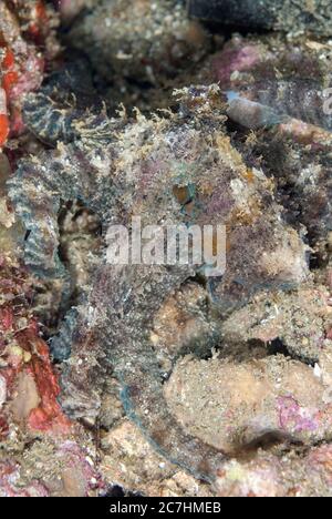 Algae Octopus, Abdopus aculeatus, night dive, Nudi Falls dive site ...