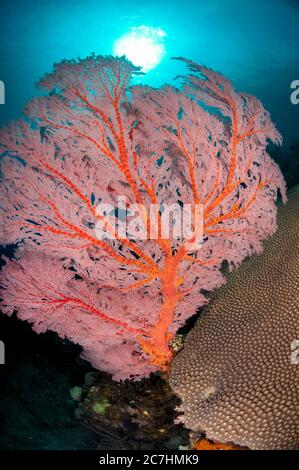 Sea Fan, Melithaea sp, with sun in background, Razorback Rock dive site ...