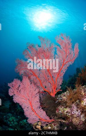 Sea Fan, Melithaea sp with sun in background, Caldera dive site, Komba ...