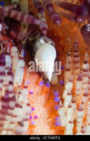 Fire Urchin Shelll, Luetzenia asthenosomae, Parasite on Fire Urchin ...